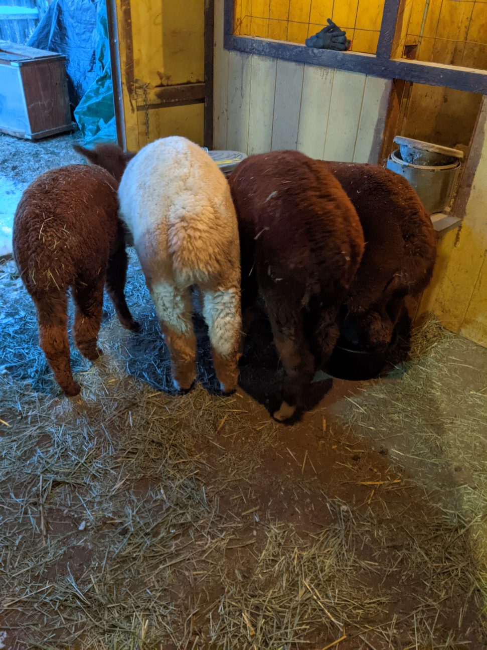 How to Use Alpaca Manure as Fertilizer and Why | Sol Homestead LLC