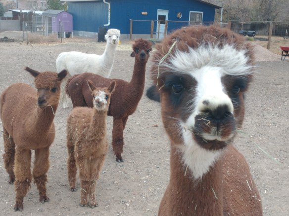 Sol Homestead LLC | Learning to live in harmony with our acre of the world