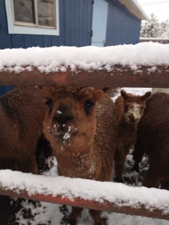 Sol Homestead LLC | Learning to live in harmony with our acre of the world