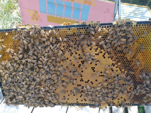 Mid-Spring Homestead Update 2022 | Sol Homestead LLC